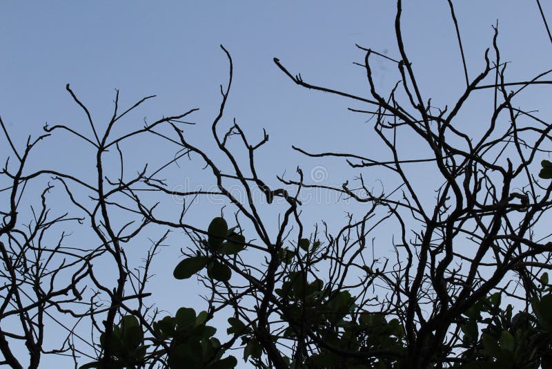 Leafless Tree Looks Scary and Creepy Stock Image - Image of creepy ...