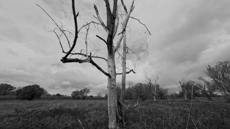 Leafless Tree in a Monochrome Field, with More Trees in the Distance ...