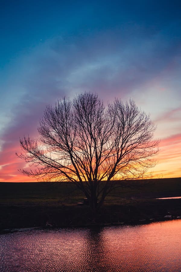 Leafless Tree Near Lake on Sunset Background Sky Stock Image - Image of ...