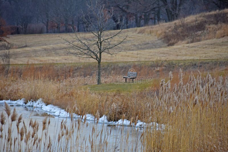 Leafless Tree Near Stream Water in Winter Stock Photo - Image of tree ...