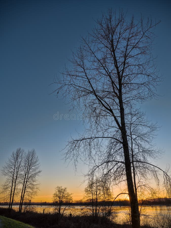 Leafless Tree Next To River at Sunset Stock Image - Image of beauty ...