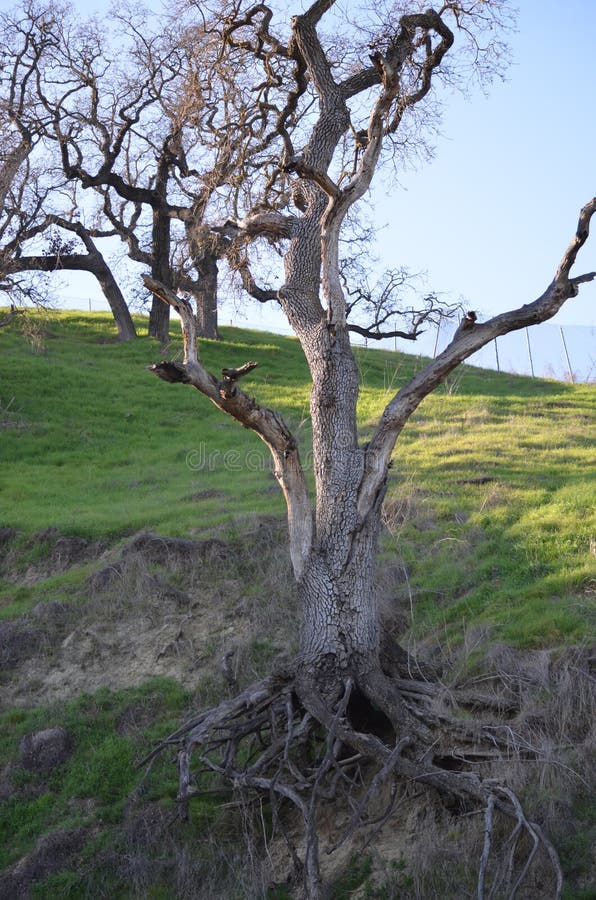 Leafless tree with roots stock image. Image of plant - 176290205