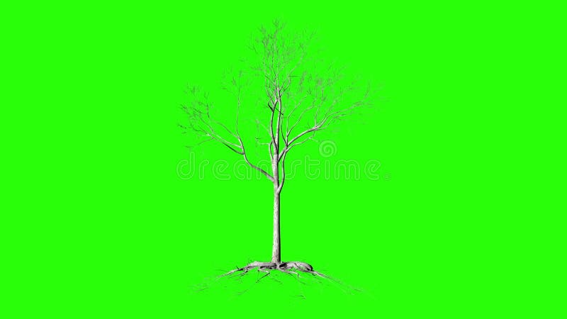 Leafless Tree with Roots, Timelapse Growing, Green Screen Chromakey ...