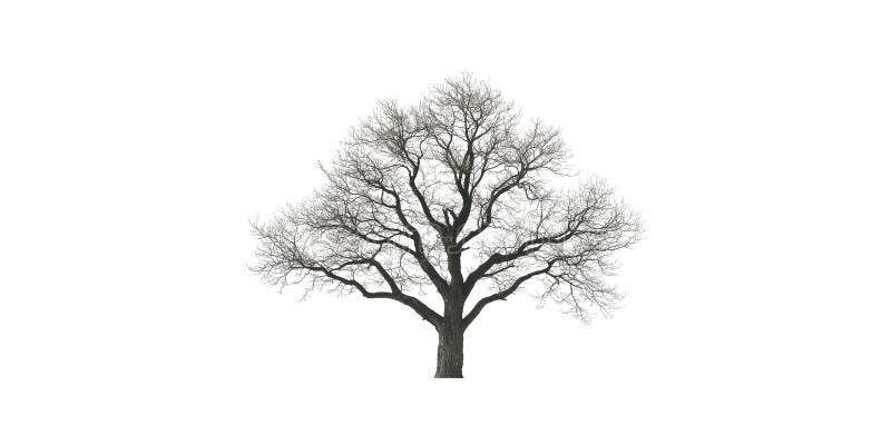 Leafless Tree Silhouette. Nature S Elegance and Seasonal Change ...