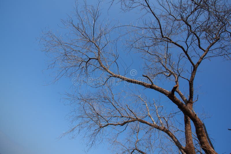Leafless Tree with Sky Background Stock Image - Image of outdoors ...