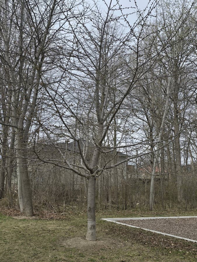 Leafless Tree Small Buds Early Spring Park Stock Photos - Free ...