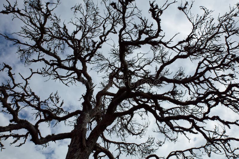 Leafless tree. stock image. Image of outdoor, branches - 310646079