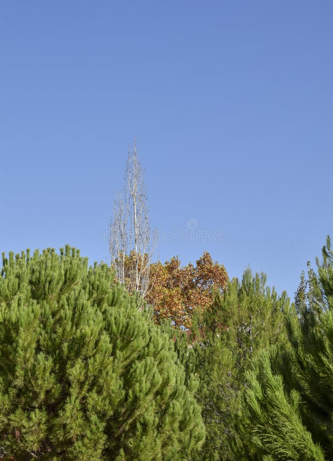 Leafless Tree Standing Out in the Forest. Stock Photo - Image of ...