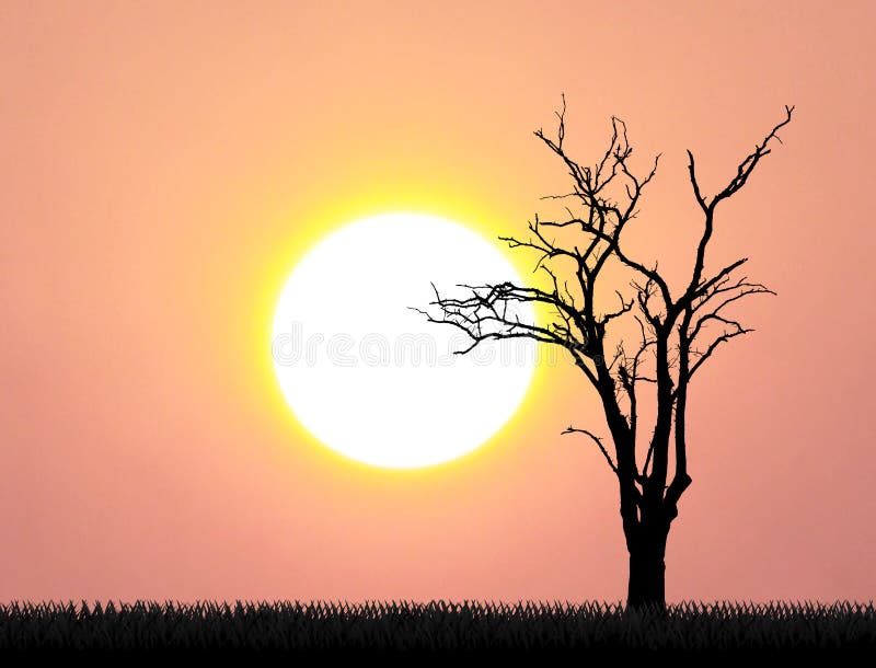 Leafless tree sunset stock photo. Image of alone, branch - 114377922