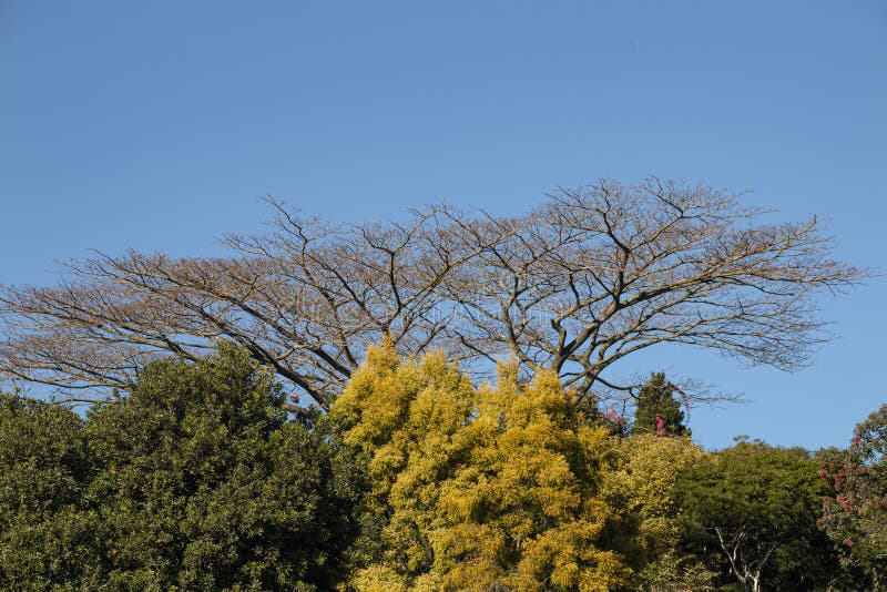 Leafless Tree Surrounded by Varying Autumn Colours Stock Image - Image ...