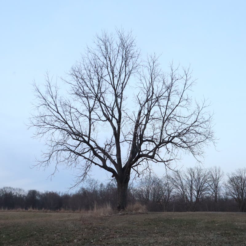 The tree of life stock image. Image of tree, life, wind - 234599443