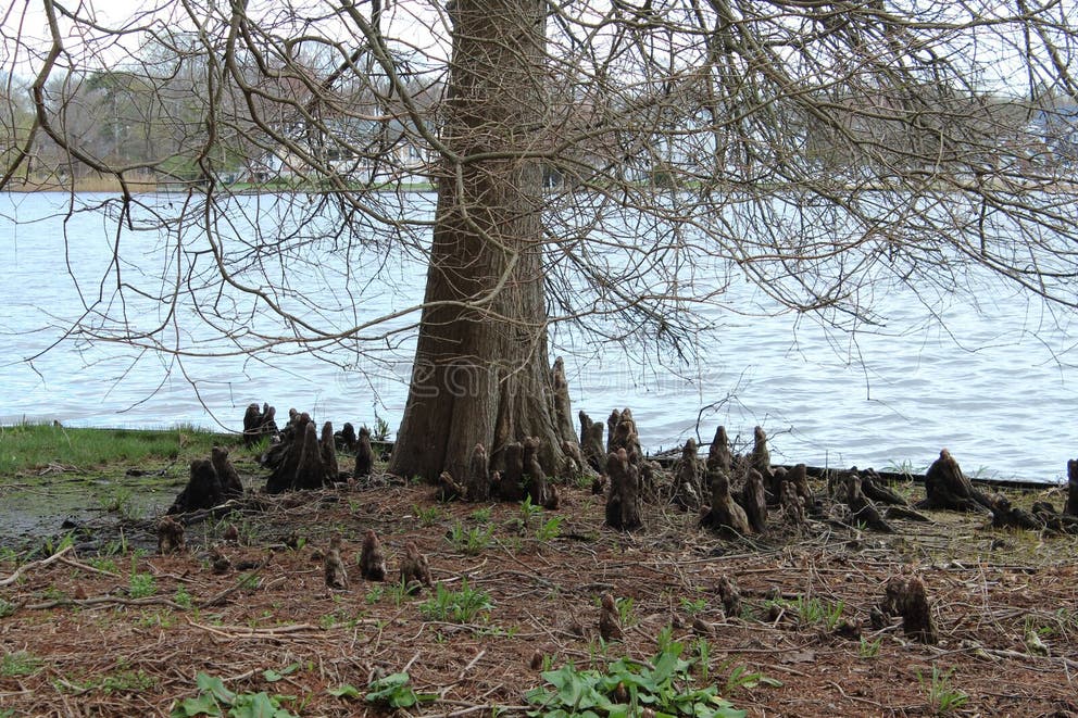 Leafless Tree with Tree Knees on the Lakeside at the Daytime Stock ...