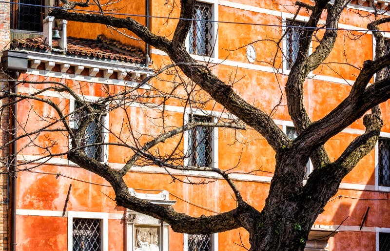 Leafless Tree in Venice, Italy Stock Photo - Image of silhouette, wall ...