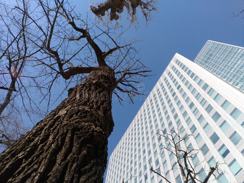 Leafless Tree Versus Building in Sapporo Japan Stock Photo - Image of ...