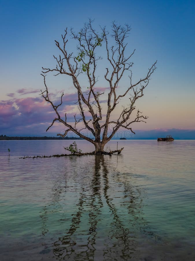 Leafless Tree with Water Reflection Stock Image - Image of branch, life ...
