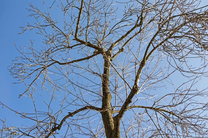 Leafless Tree in Winter and Blue Sky Stock Photo - Image of bark, alone ...
