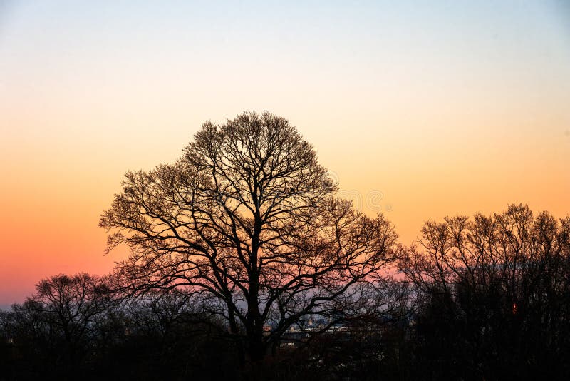 Leafless Trees Against Sunset Stock Photo - Image of view, tree: 265558294