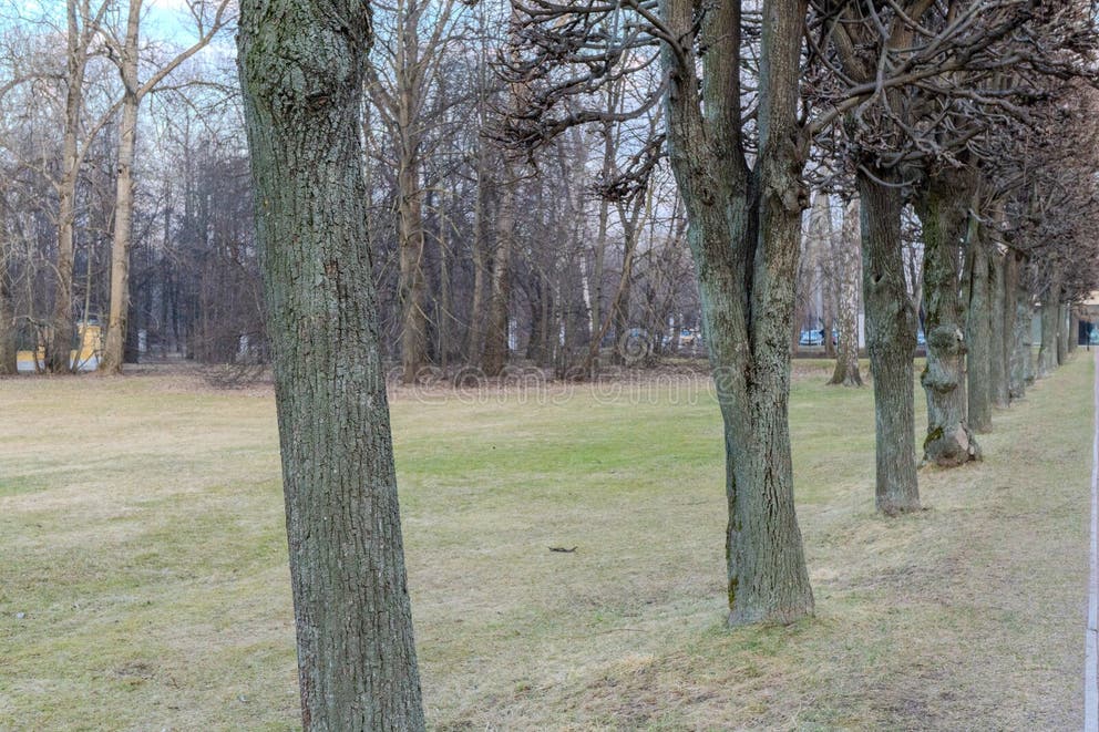 Leafless Trees Aligned Along Grassy Park Path during Late Winter Stock ...