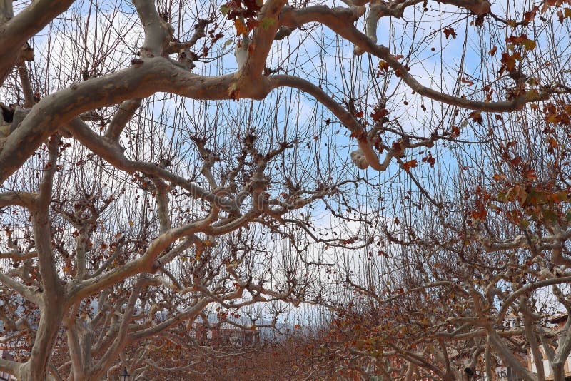 Leafless trees in autumn stock image. Image of forestry - 175738599