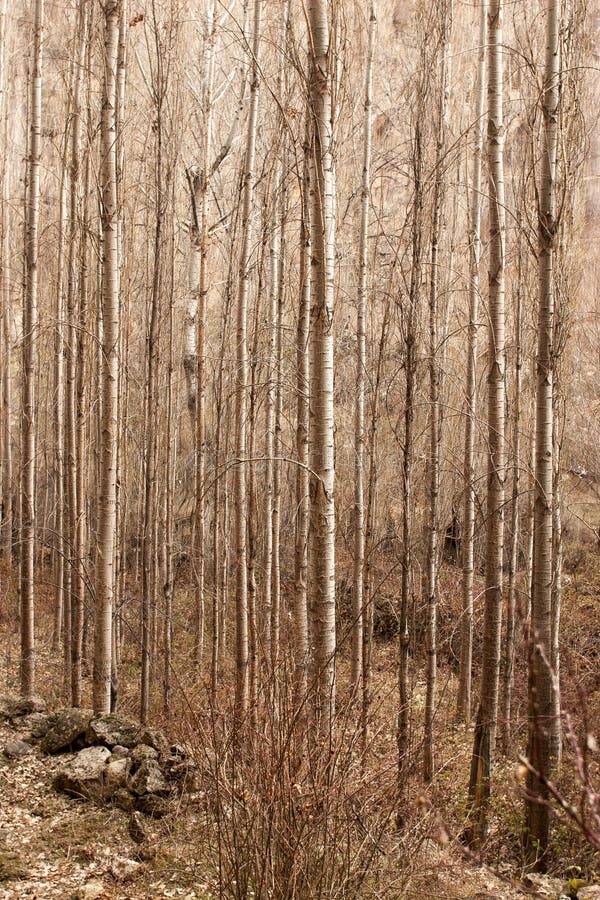 The Leafless Trees in Autumn Stock Photo - Image of halloween, colorful ...