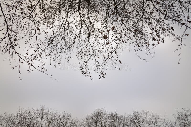 Almost Leafless Trees in the Autumn Graphical and Background Use Stock ...