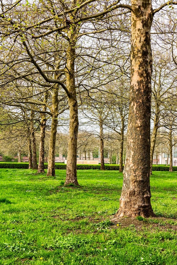 Leafless Trees at the Beginning of Spring Stock Image - Image of green ...