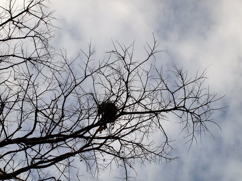 Leafless Trees with Branches Stock Photo - Image of outdoor, shadow ...