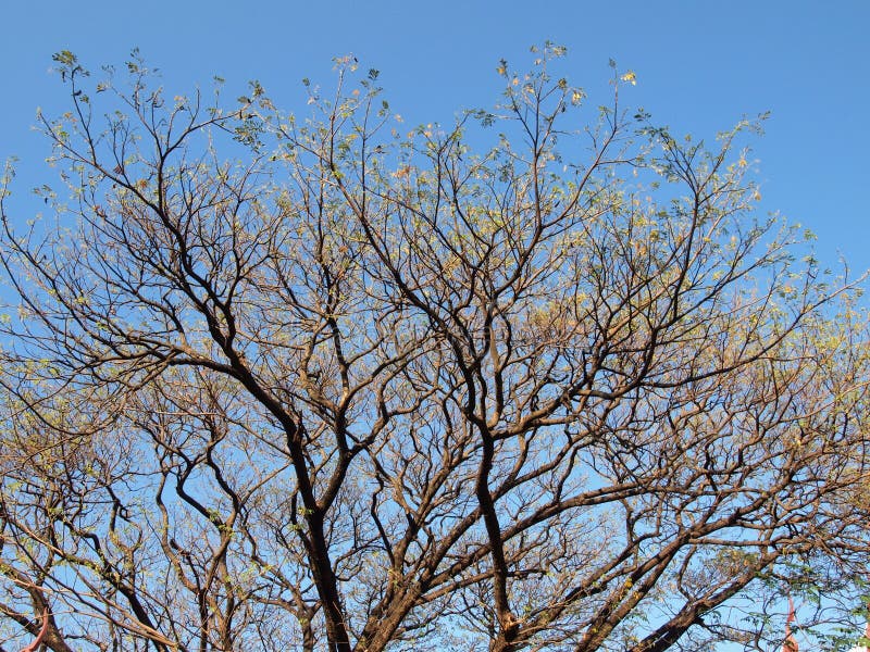 Leafless Trees with Branches Stock Photo - Image of bare, scary: 142781784
