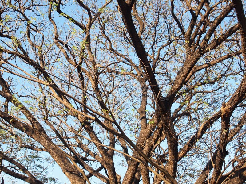 Leafless Trees with Branches Stock Photo - Image of shadow, outdoor ...