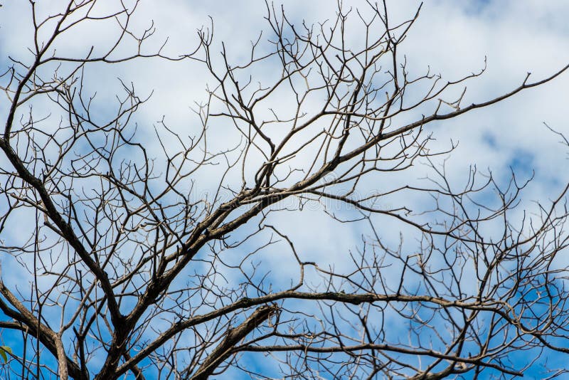 Leafless Trees in the Dry Season Stock Photo - Image of calamity, bare ...