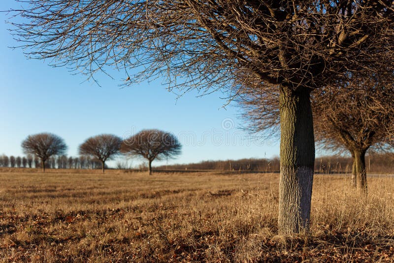 Leafless Trees on the Dry Winter Grassland in Sunlight. Winter T Stock ...