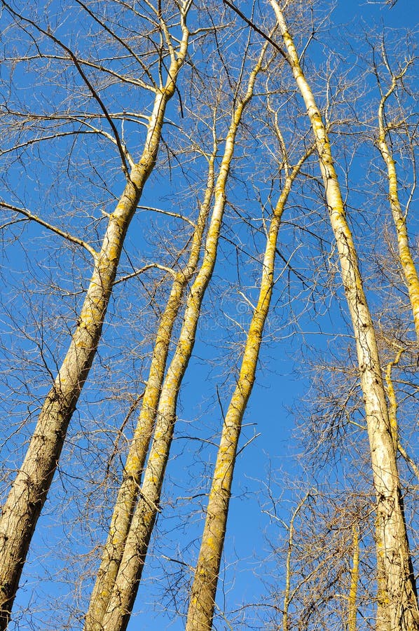 Leafless Trees in Early Spring Stock Photo - Image of bright, forest ...