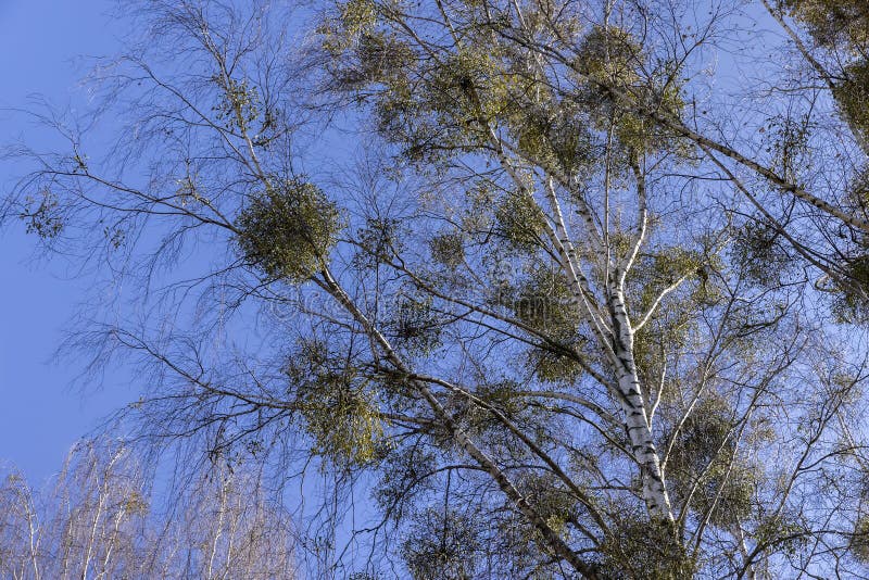 Leafless Trees in Early Spring in Sunny Weather Stock Photo - Image of ...