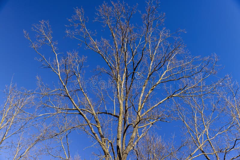 Leafless Trees in Early Spring in Sunny Weather Stock Image - Image of ...