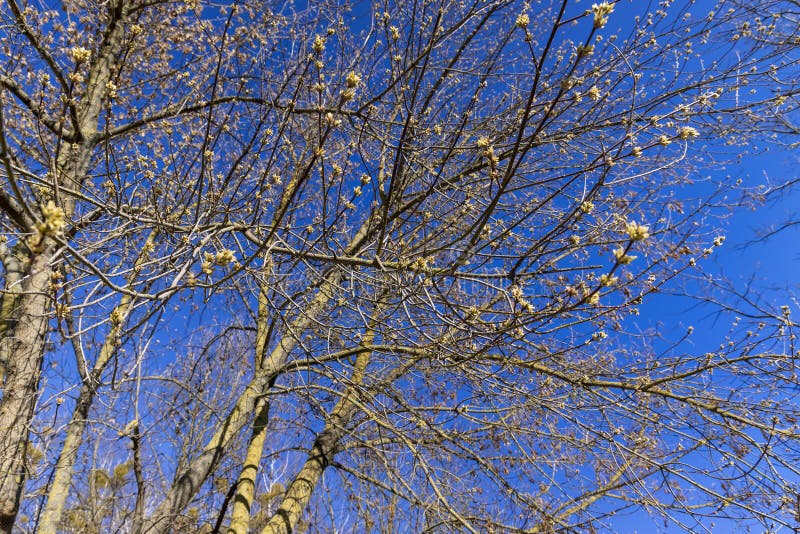 Leafless Trees in Early Spring in Sunny Weather Stock Image - Image of ...