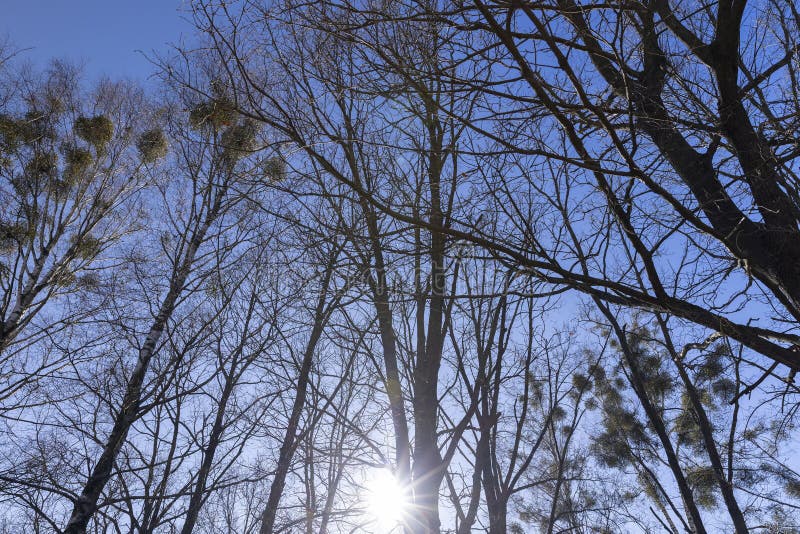 Leafless Trees in Early Spring in Sunny Weather Stock Image - Image of ...
