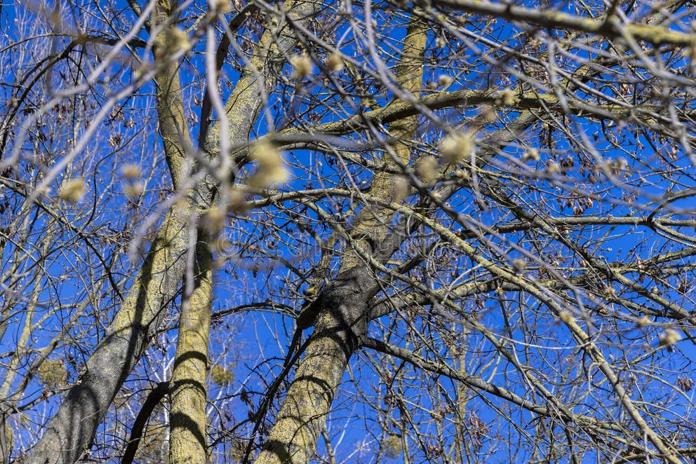 Leafless Trees in Early Spring in Sunny Weather Stock Image - Image of ...