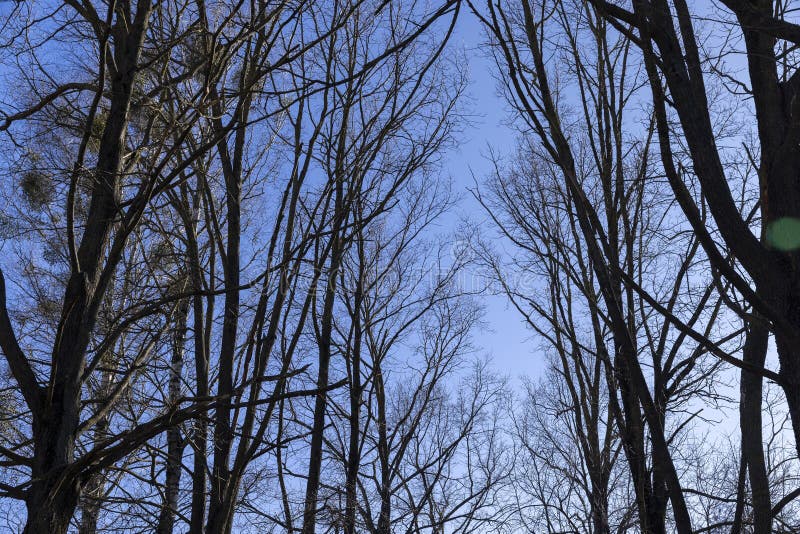 Leafless Trees in Early Spring in Sunny Weather Stock Image - Image of ...