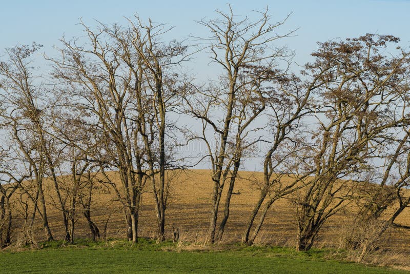 Leafless Trees in the Field in the Spring Stock Photo - Image of ...