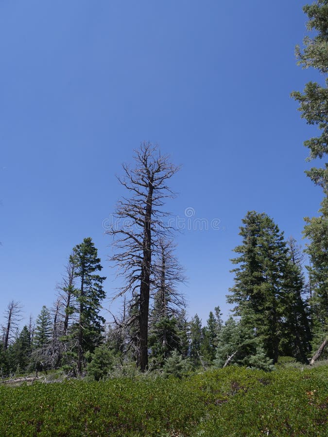 Leafless Trees from Forest Fires in Utah Stock Photo - Image of nature ...
