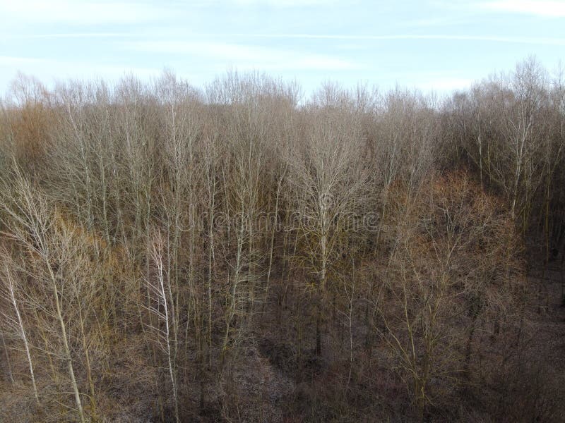 Leafless Trees in the Forest in the Late Evening, Aerial View ...