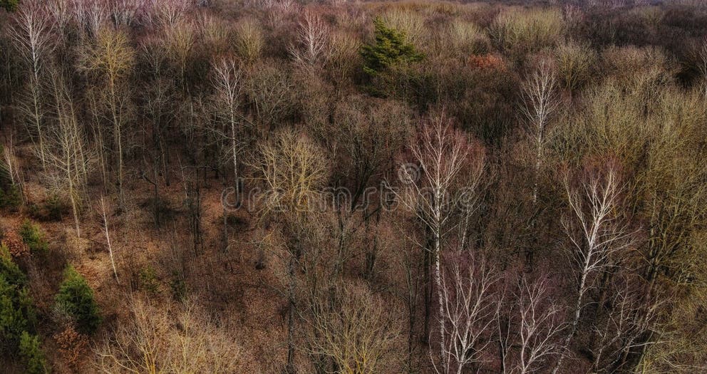 Leafless Trees in the Forest in the Late Evening, Aerial View ...