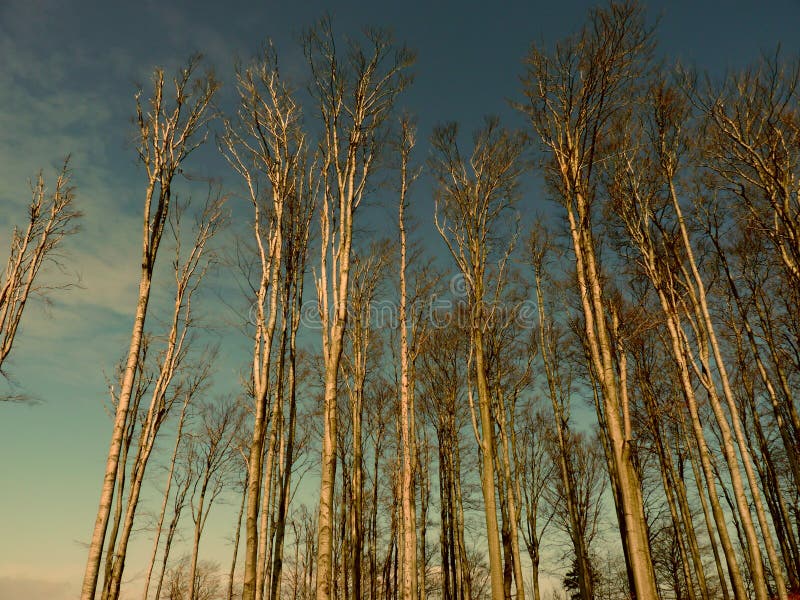 Leafless trees stock image. Image of environment, forest - 35749641