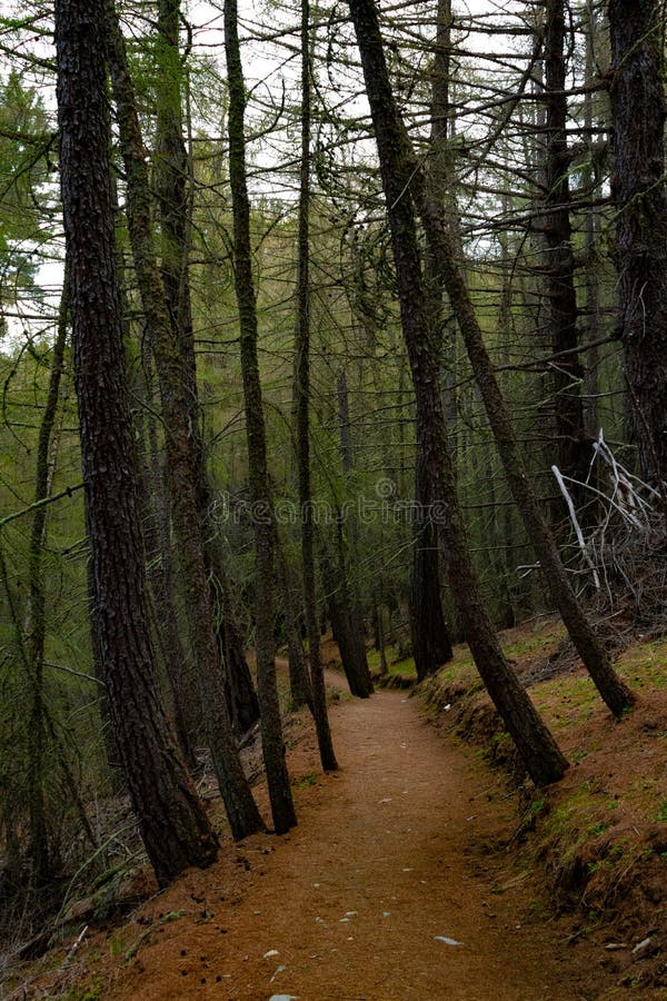 Leafless Trees Leaning Across Path in Forest Stock Photo - Image of ...