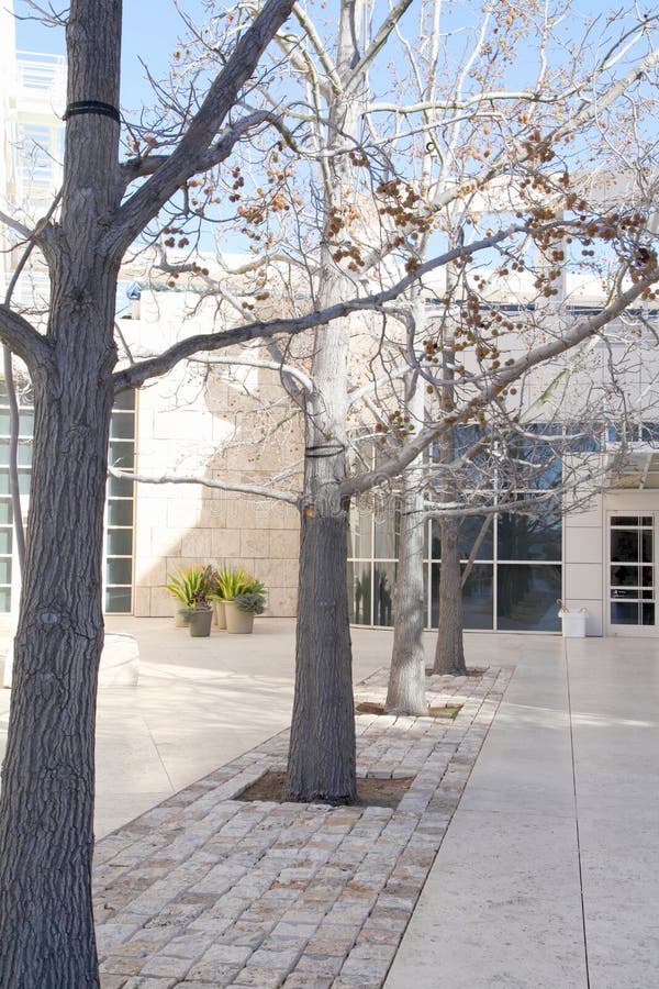 Leafless Trees in Line stock photo. Image of environment - 36514668