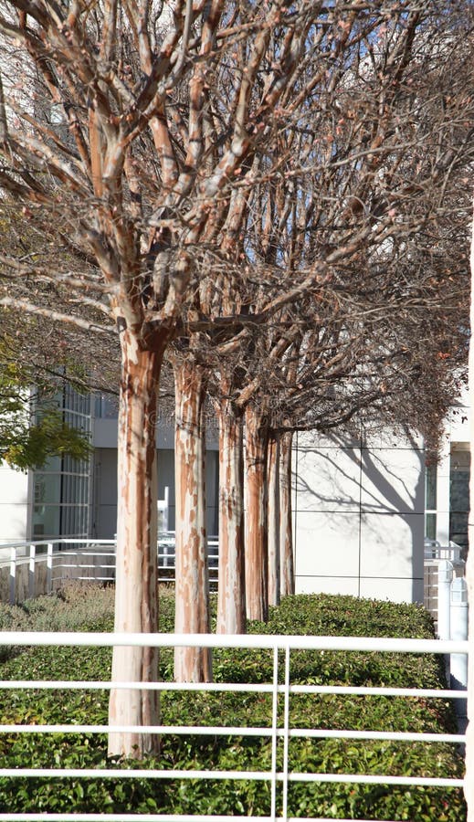 Leafless Trees in Line stock image. Image of building - 36514757