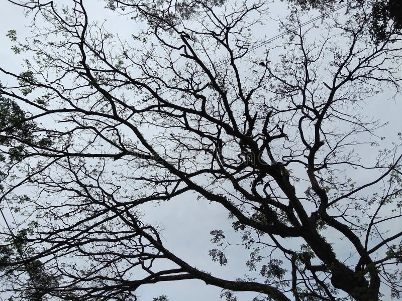 Leafless Trees Look Like Plant Roots Stock Photo - Image of leafless ...