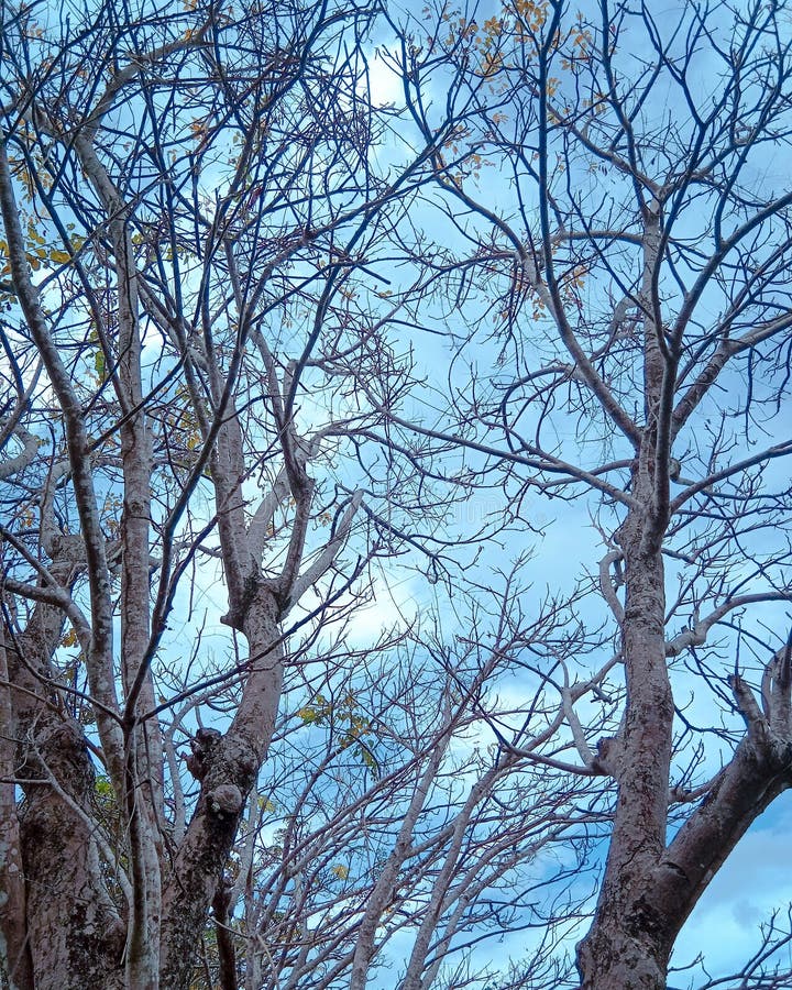 The Leafless Trees Look Scary Stock Image - Image of trees, look: 376889243