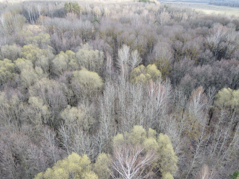 Leafless Trees in a Spring Forest, Aerial View Stock Photo - Image of ...