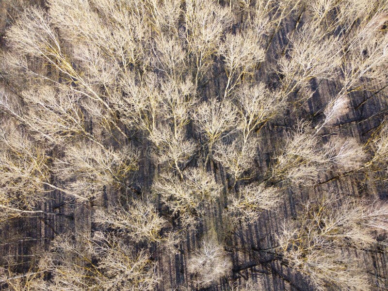 Leafless Trees in a Spring Forest, Aerial View Stock Photo - Image of ...